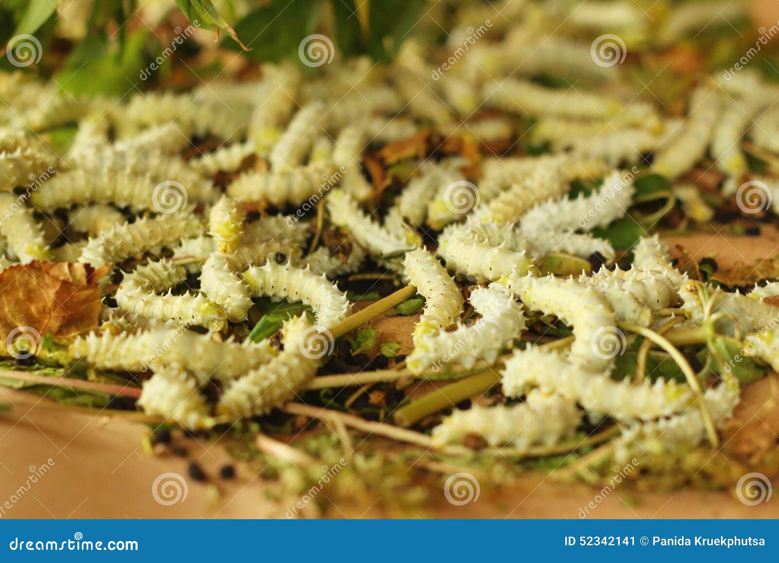 Fresh White Maggots in the Tray at the Garden Stock Image - Image of ...