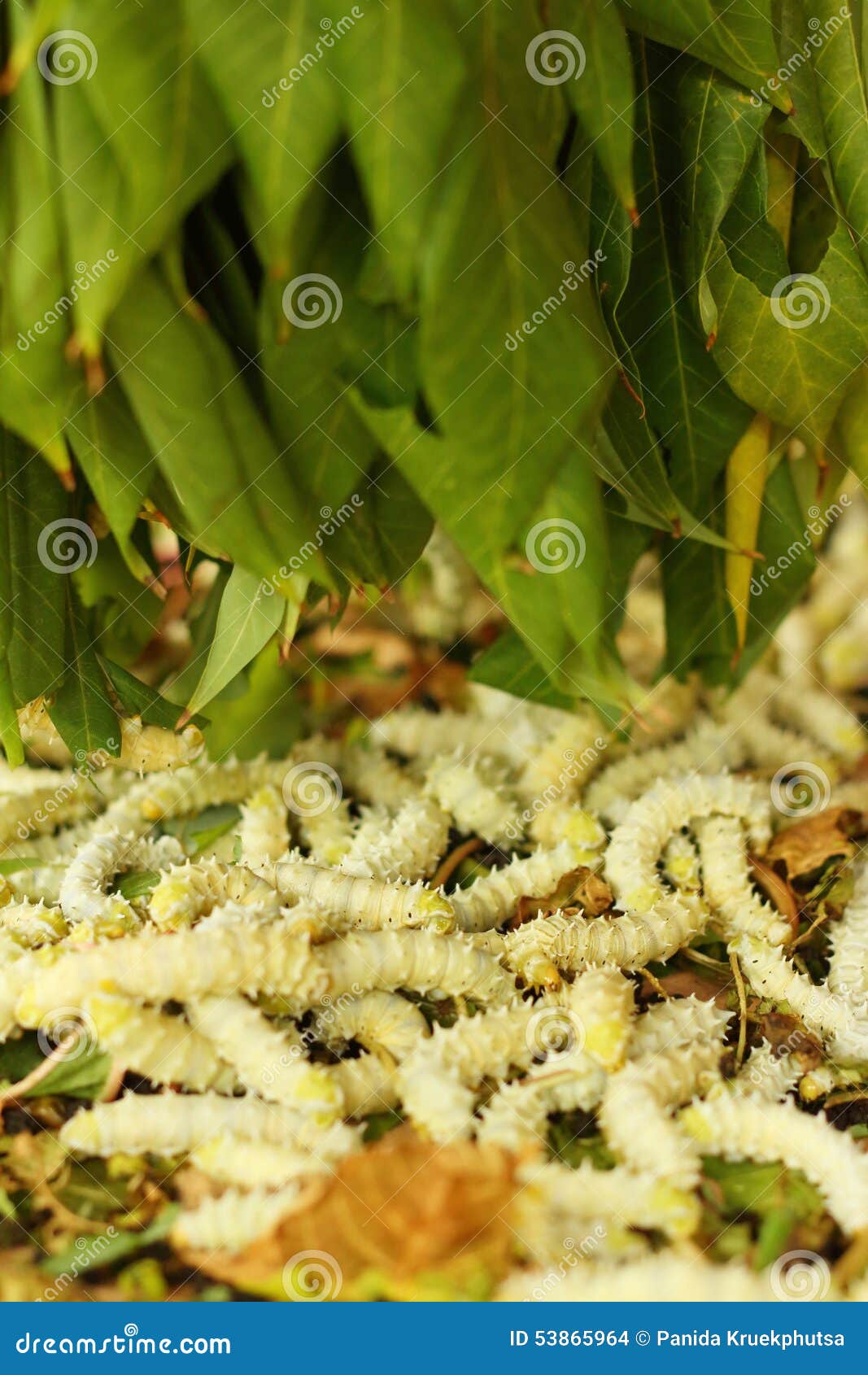 Fresh White Maggots in the Tray at the Garden Stock Photo - Image of ...