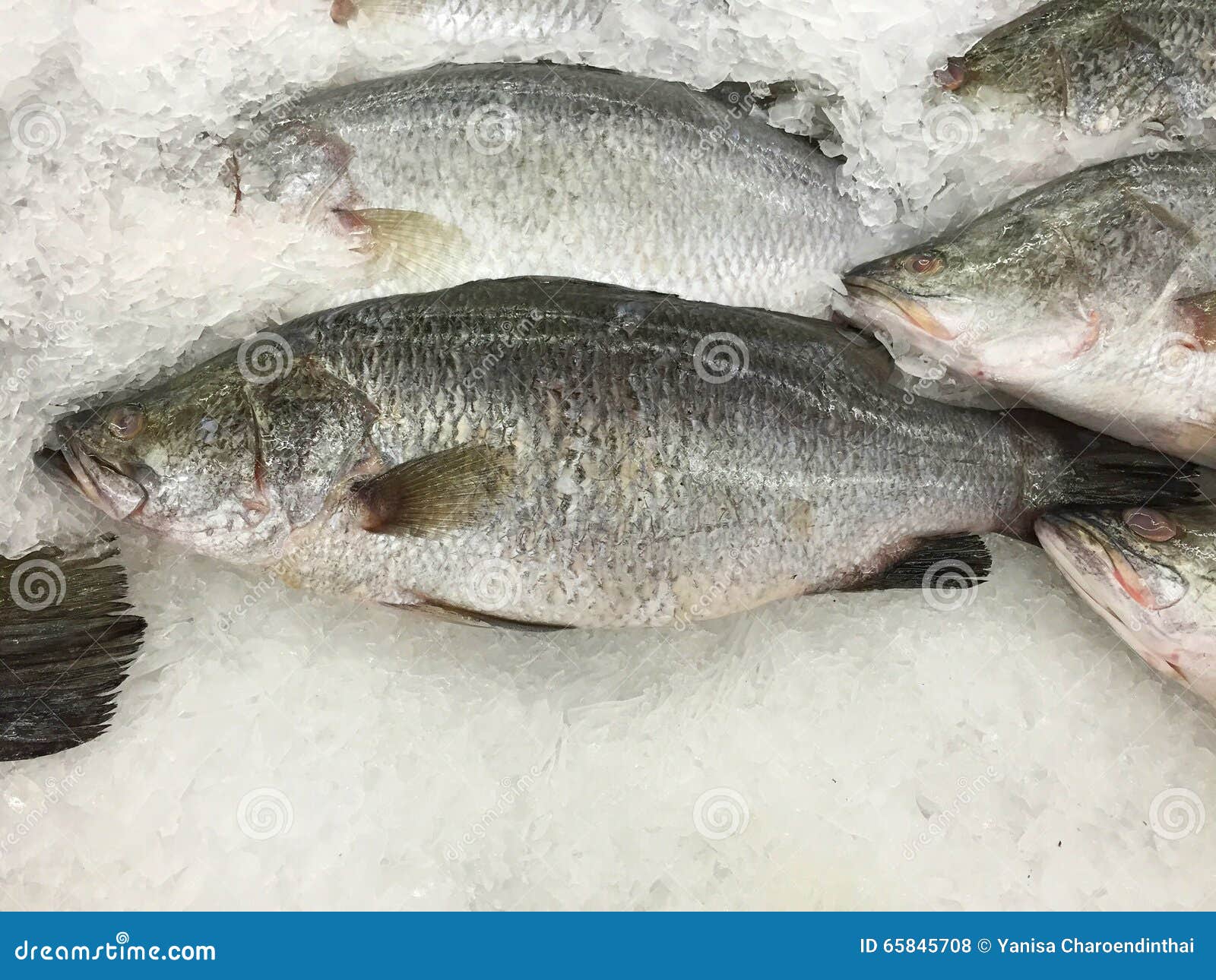 Fresh White Perch Fish on Iced Stall Stock Photo - Image of delicious ...