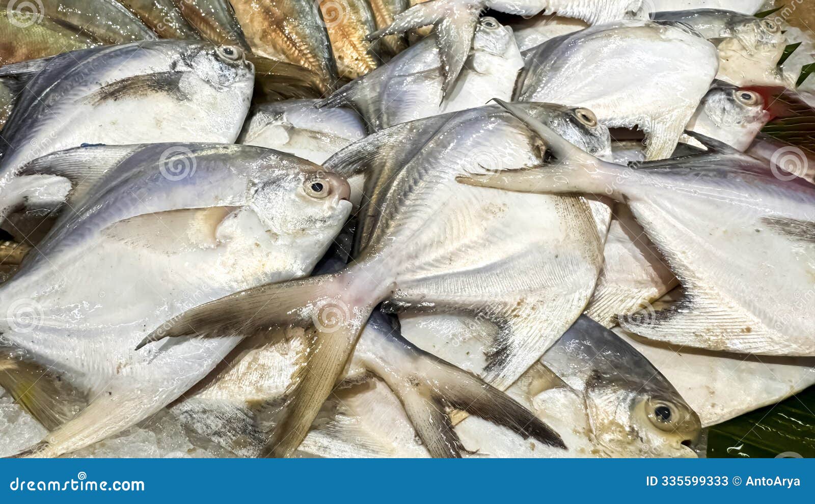 Fresh White Pomfret Fish in Supermarket. Fresh White Pomfret Fish in ...