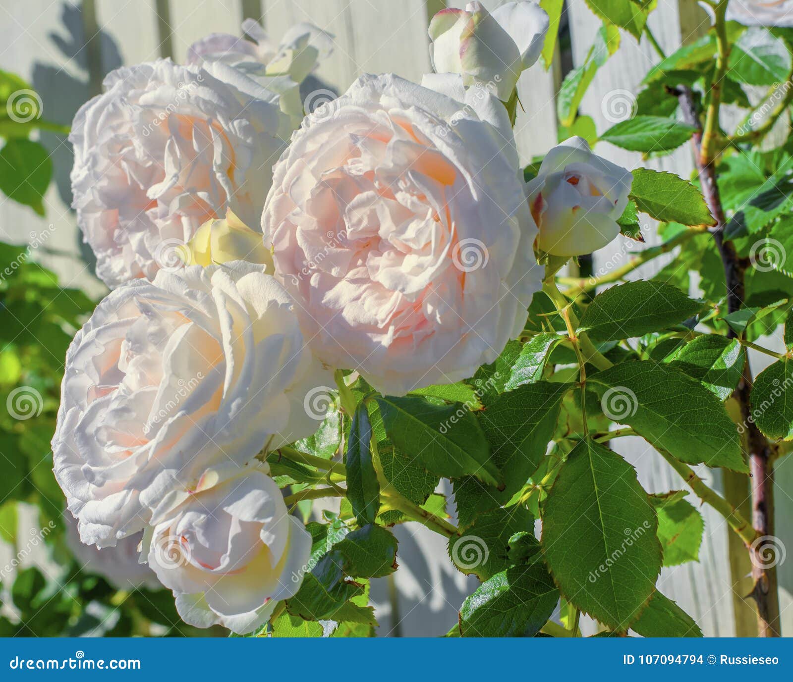 Fresh white roses stock photo. Image of perfume, love - 107094794