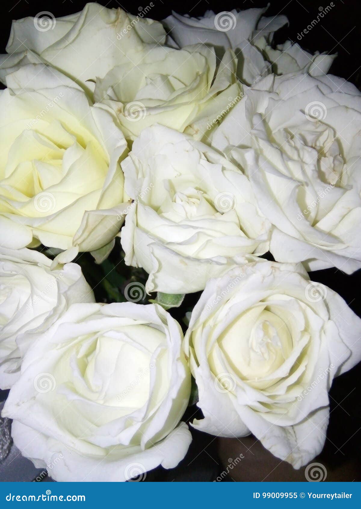Fresh White Roses stock image. Image of white, fresh - 99009955