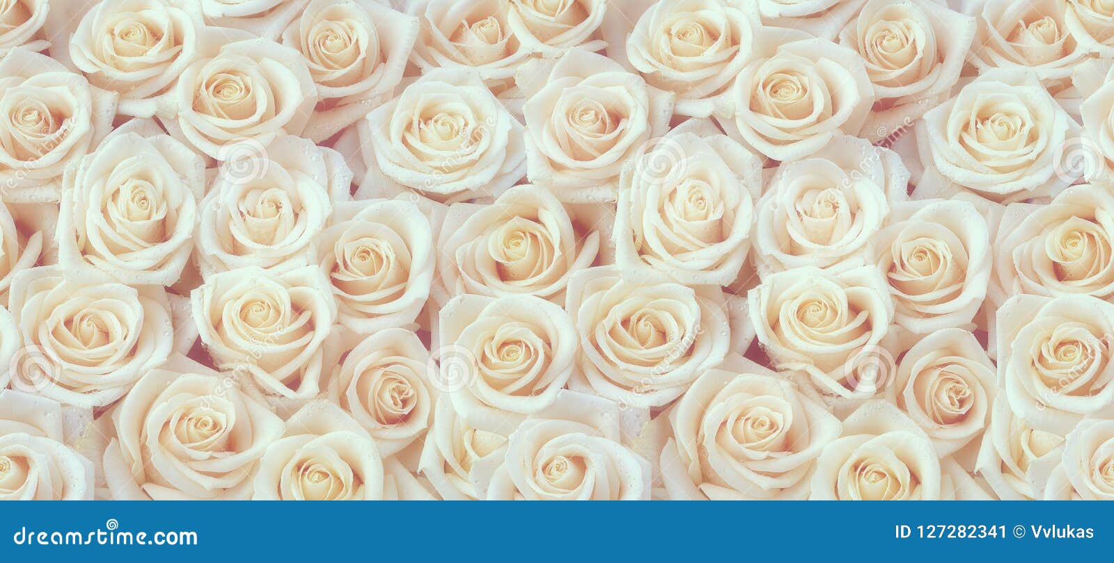 Fresh White Roses Seamless Pattern Stock Image - Image of dewdrop, soft ...