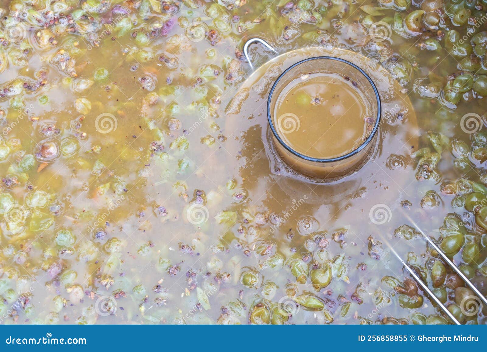 Fresh White Wine Fermentation in Process - a Glass of Wine Juice for ...