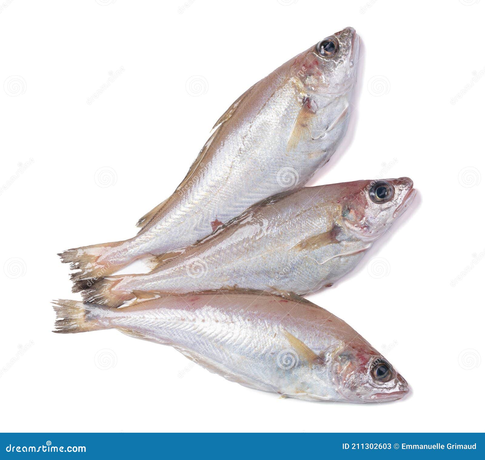 Fresh whiting fish stock image. Image of cooking, plant - 211302603