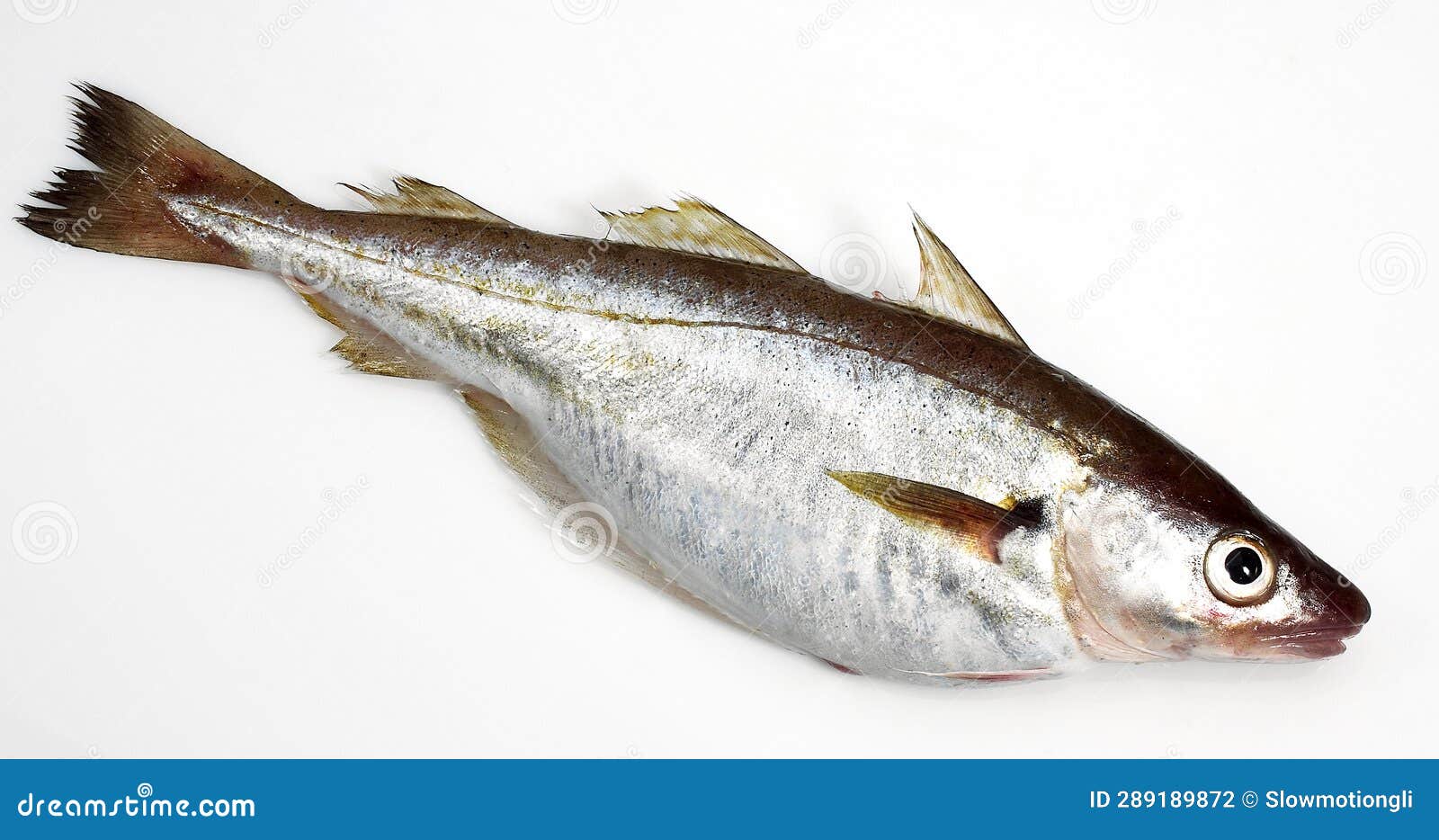 Fresh Whiting, Merlangius Merlangus, Fish Against White Background ...