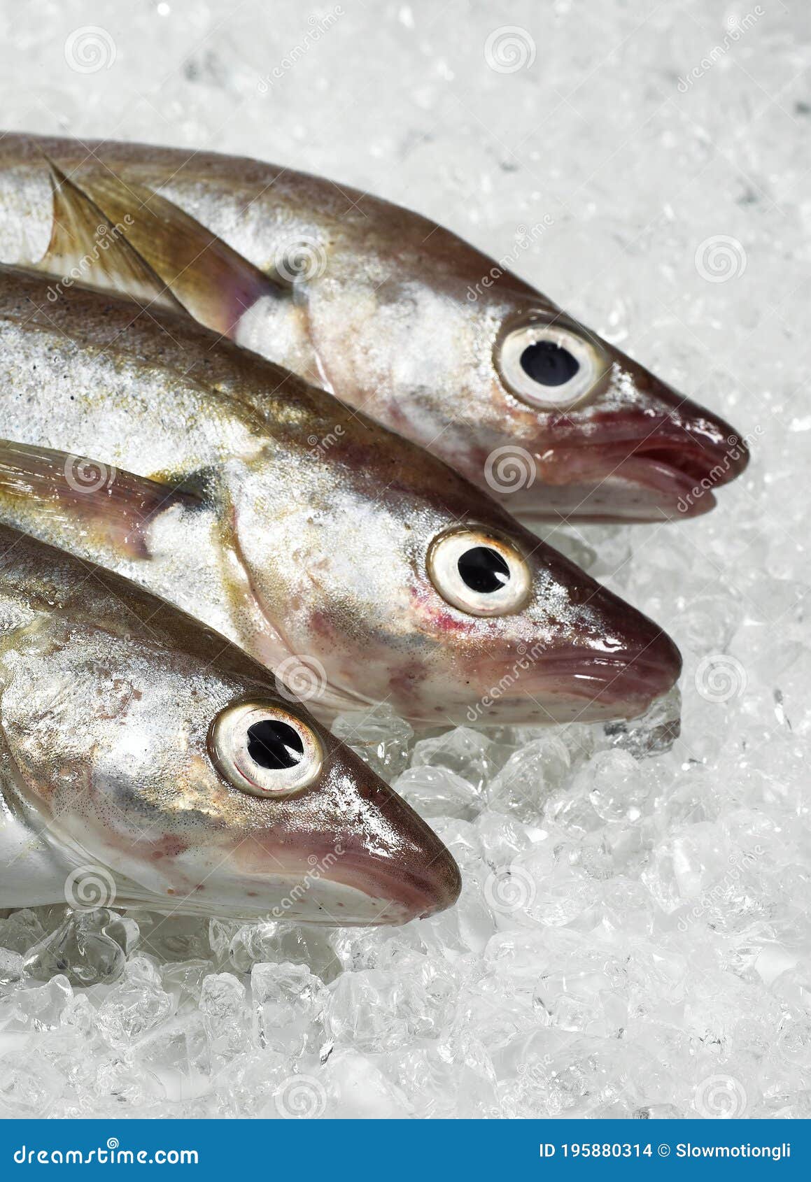 Fresh Whiting, Merlangius Merlangus, Fishes on Ice Stock Photo - Image ...