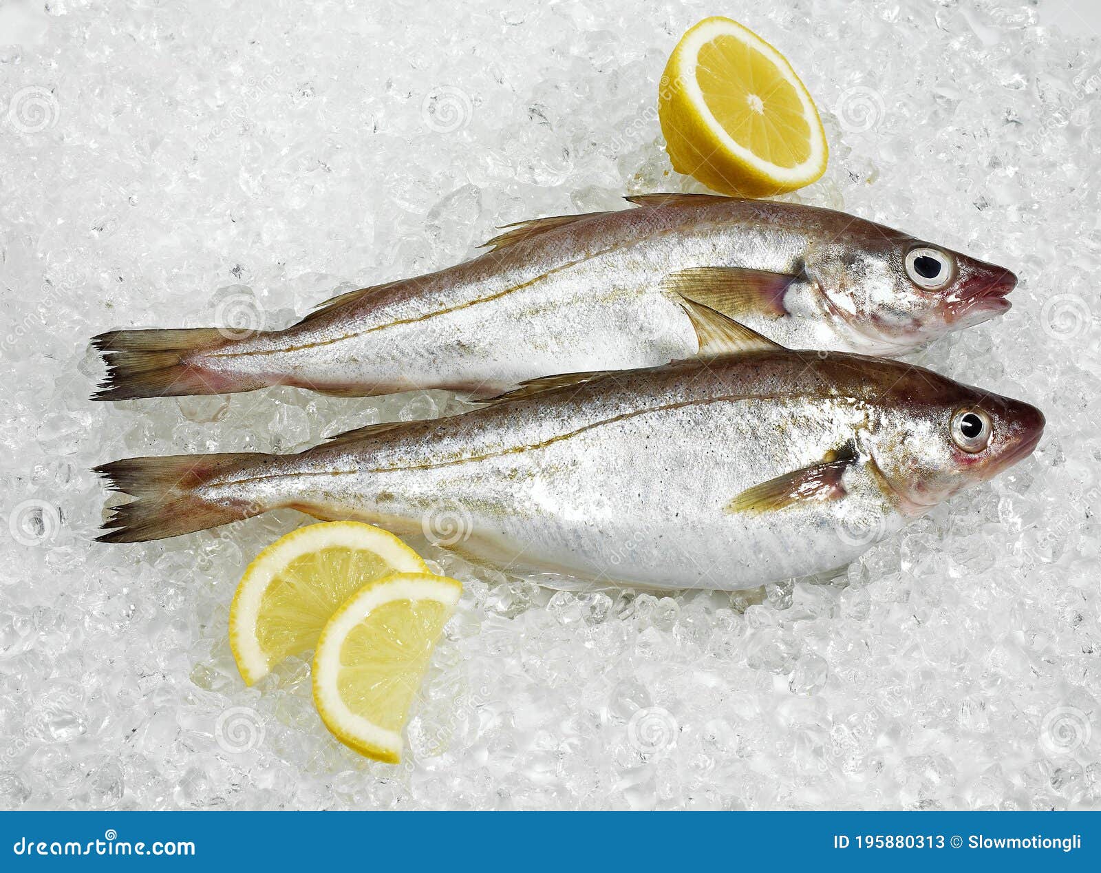 Fresh Whiting, Merlangius Merlangus, Fishes on Ice with Lemon Stock ...
