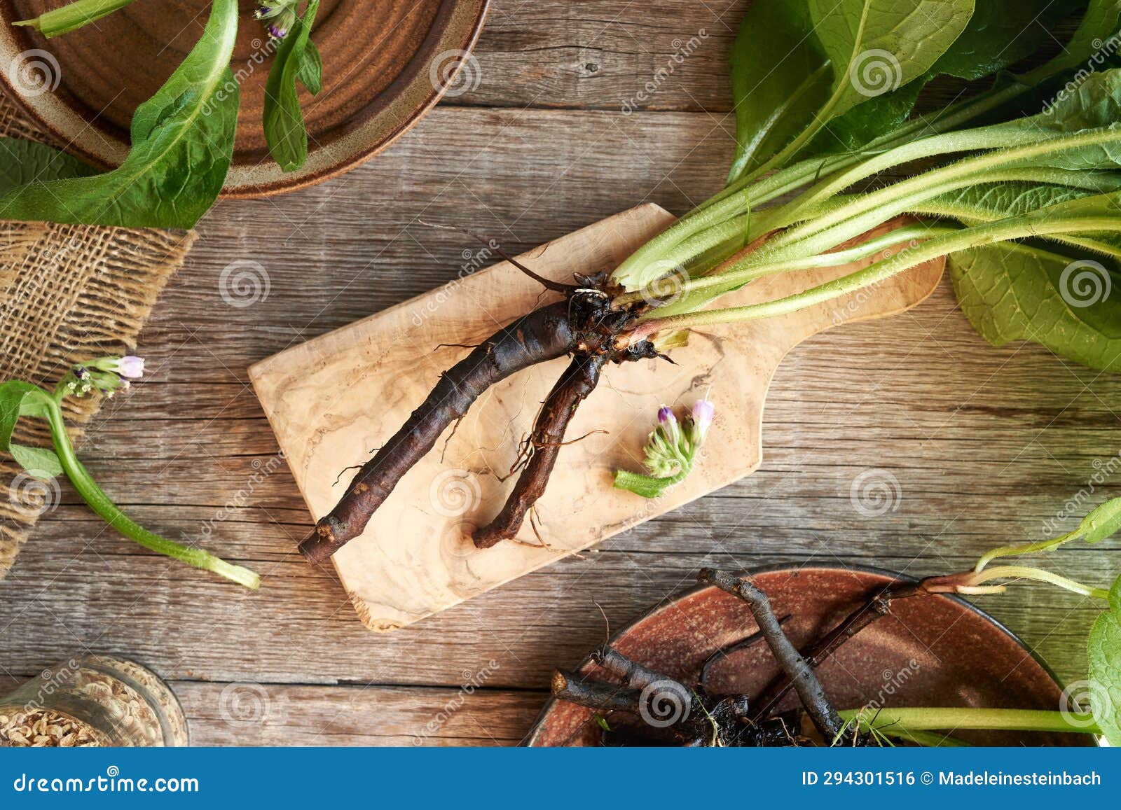 Fresh Whole Comfrey Plant with Root on a Table Stock Photo - Image of ...