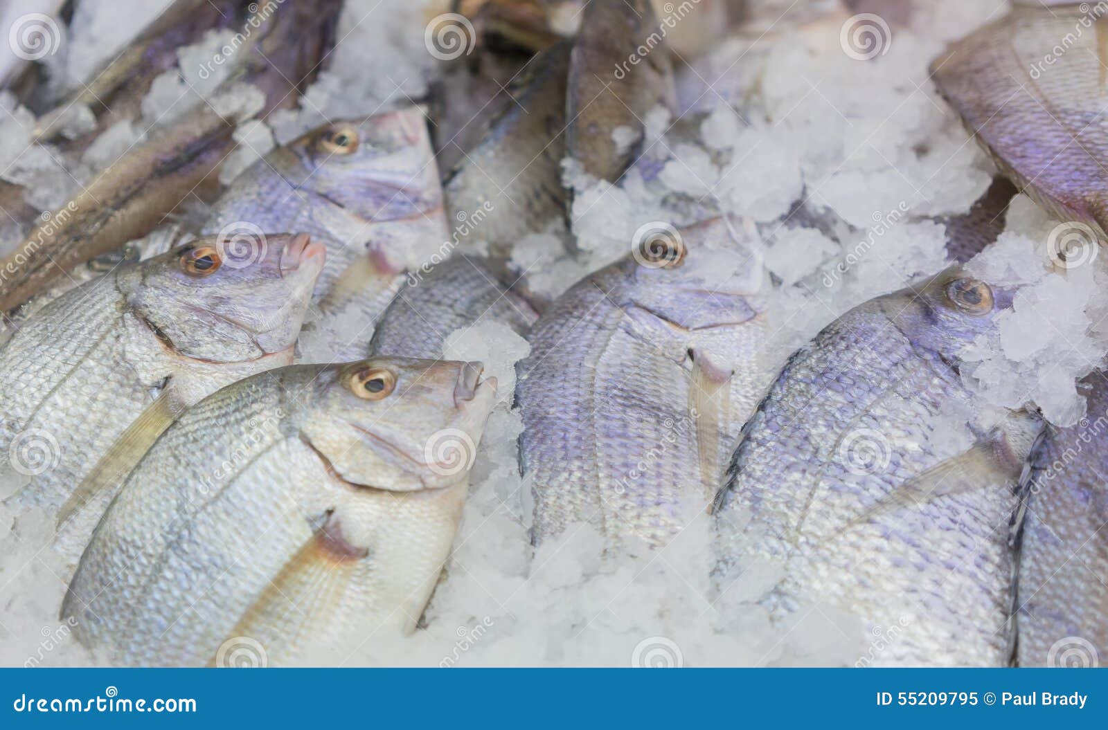 Fresh Whole Fish stock image. Image of ingredient, retail - 55209795