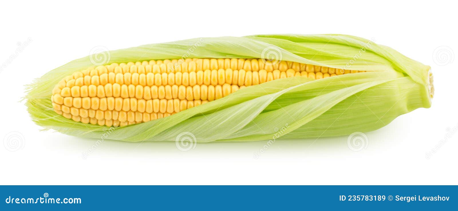 Fresh Whole Half Peeled Corn Cob Isolated on a White Background. Stock ...
