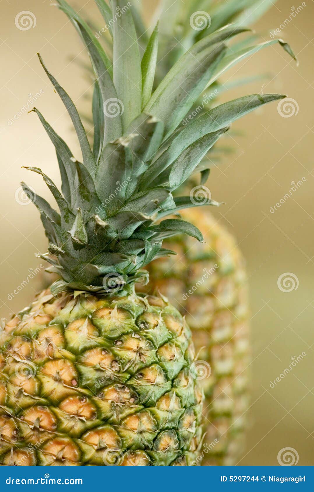 Fresh Whole Pineapples stock photo. Image of gold, pineapple - 5297244