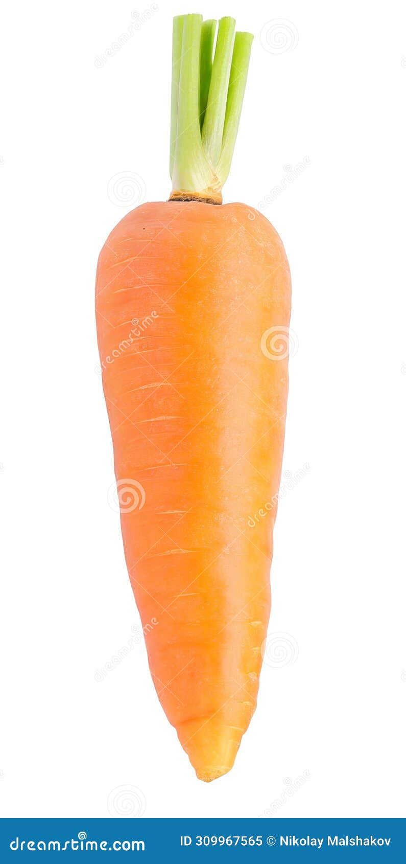Fresh Whole Single Carrot Isolated on White Background. Stock Image ...