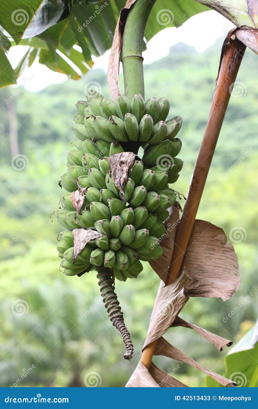 Fresh wild bananas fruit. stock image. Image of bananas - 42513433