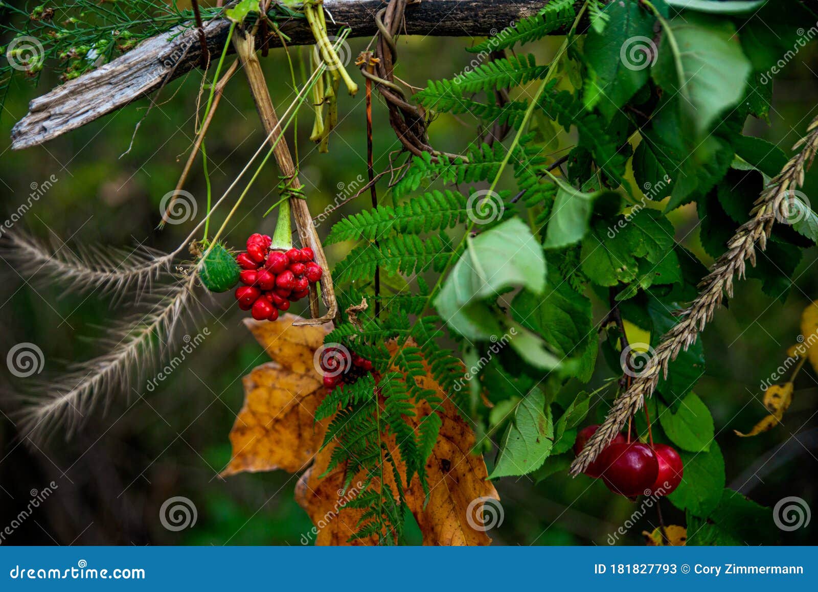 Fresh Wild Berries on a Bush Branch Stock Image - Image of berry ...