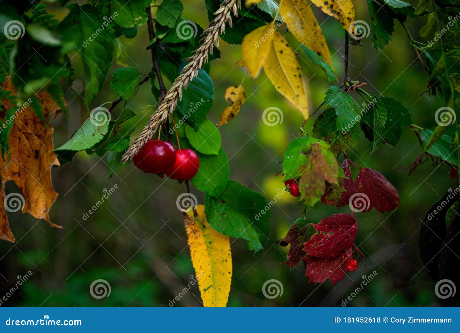 Fresh Wild Berries on a Bush Branch Stock Photo - Image of tasty, juicy ...