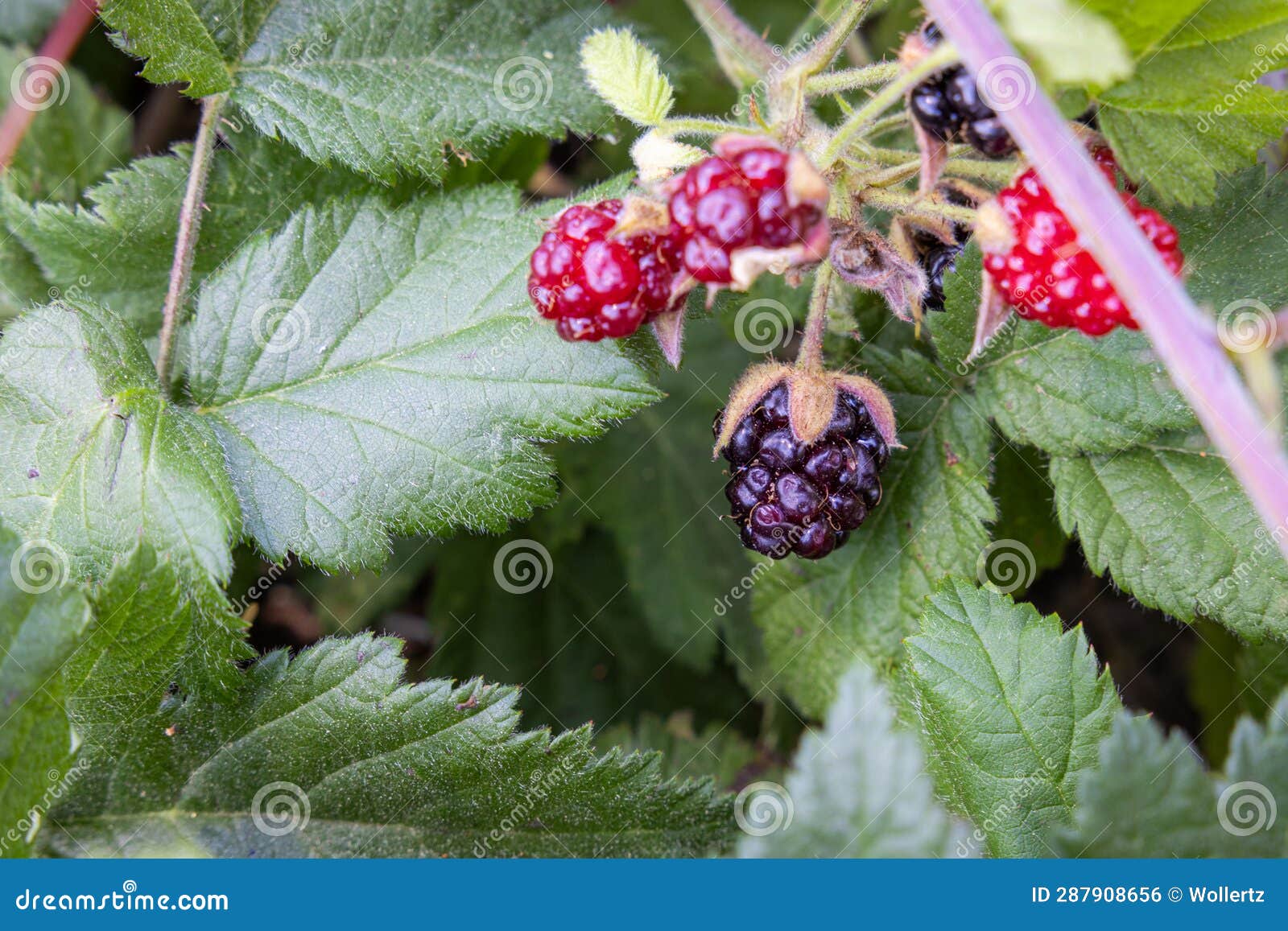 Fresh wild berries stock photo. Image of juicy, organic - 287908656
