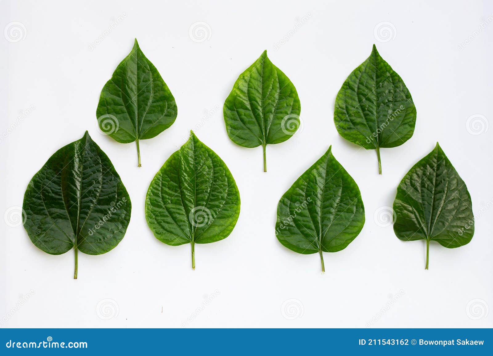 Fresh Wild Betel Leaves Isolated on White Stock Photo - Image of pepper ...