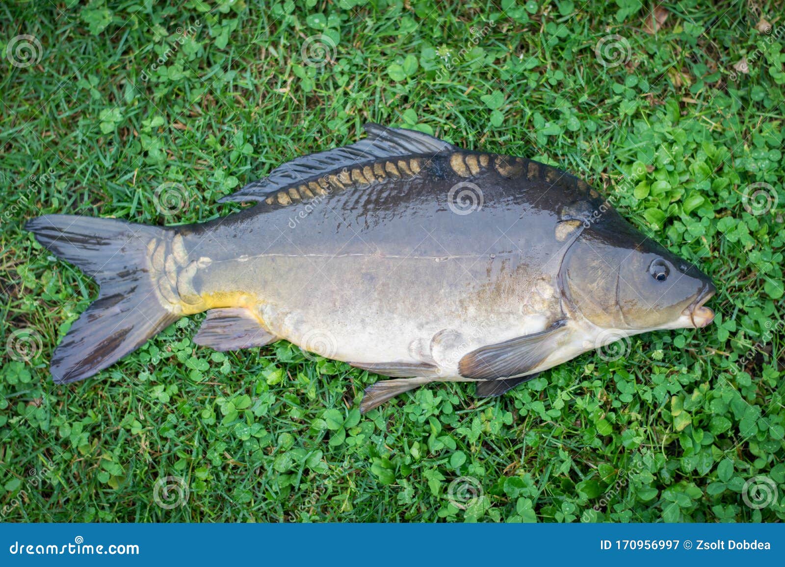 Fresh Wild Carp Fish Close-up on the Grass. Stock Image - Image of ...