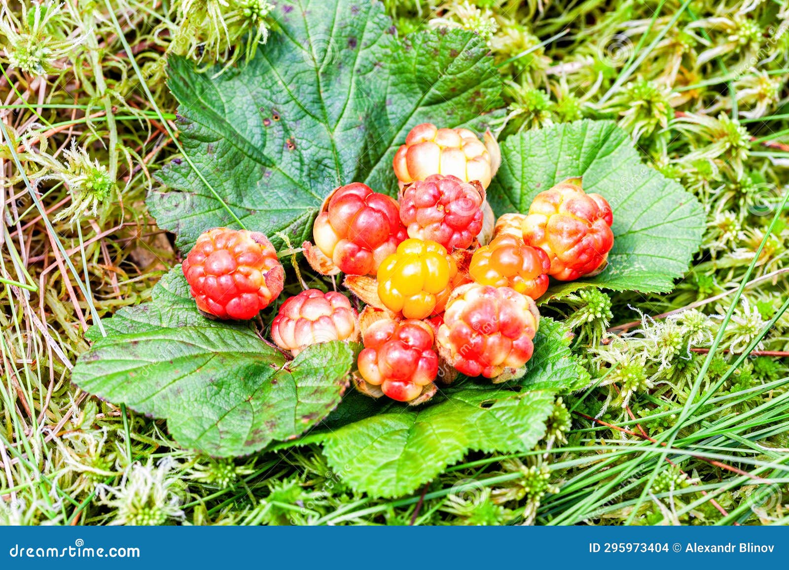 Fresh Wild Cloud Berry in the Moss in Summer Stock Photo - Image of ...
