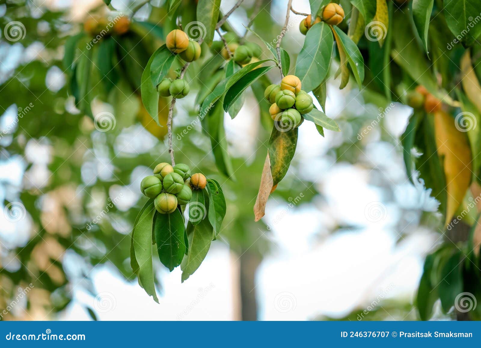 Fresh wild fruit in forest stock image. Image of forest - 246376707
