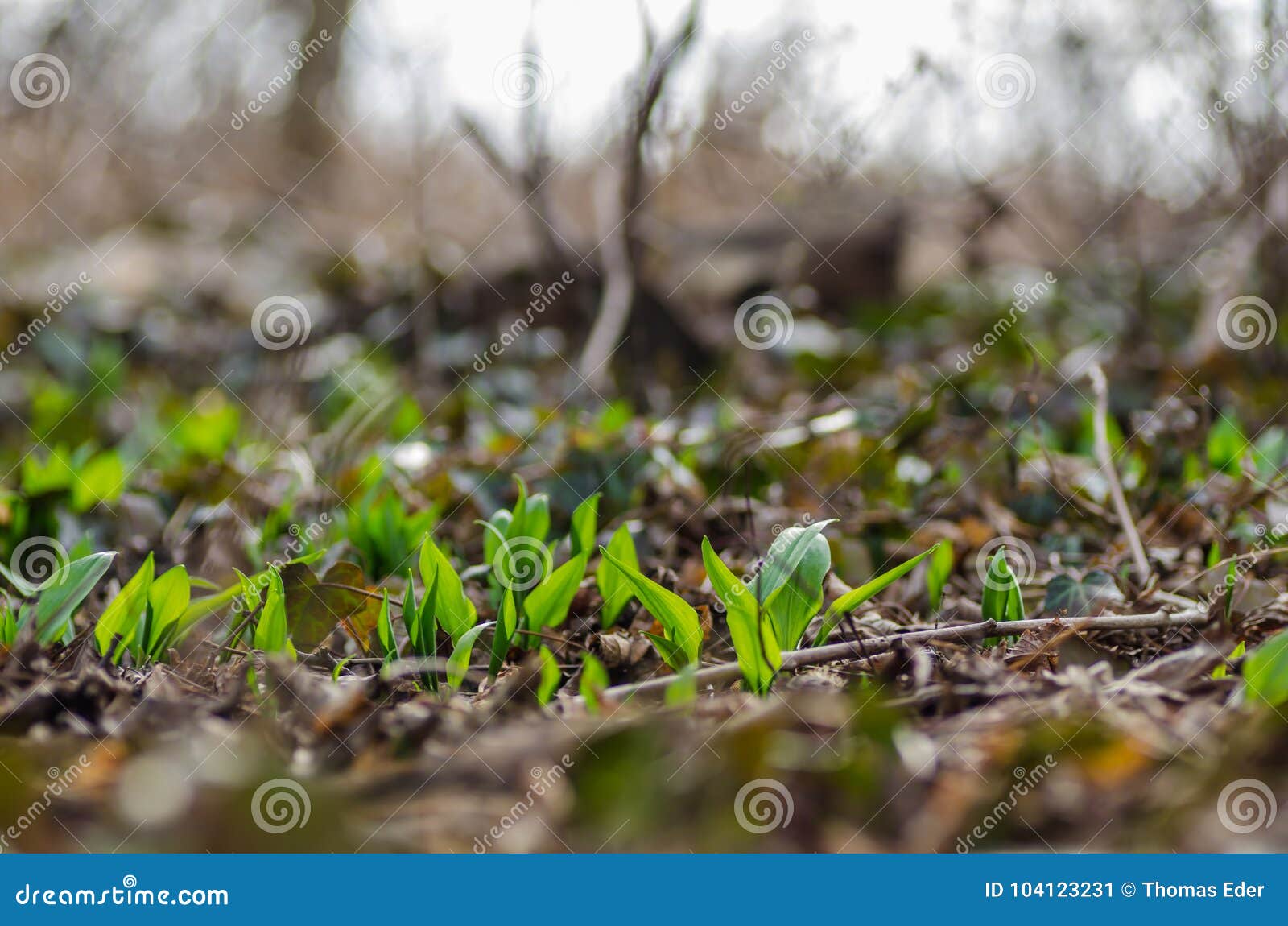 Fresh Wild Garlic in Spring Stock Image - Image of person, frhling ...