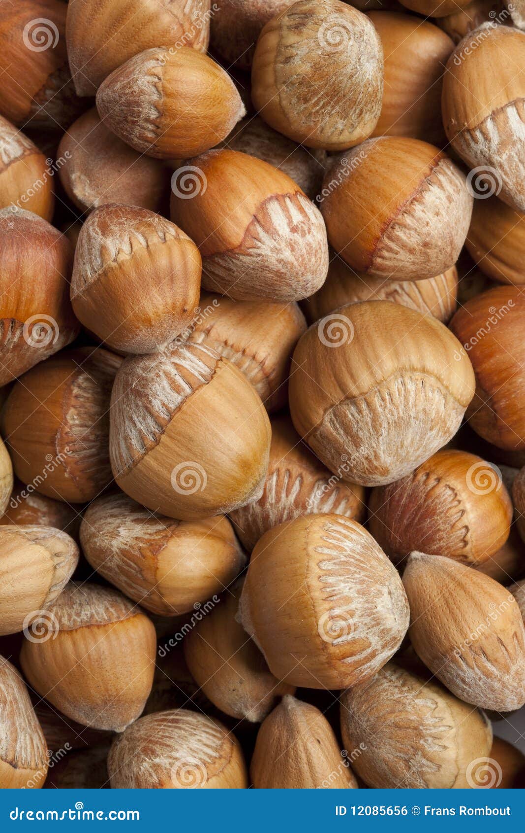 Fresh Wild Hazelnuts Full Frame Stock Photo - Image of healthy, corylus ...