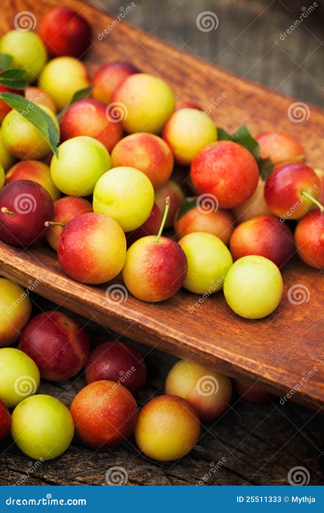 Fresh wild plum stock image. Image of fresh, fruit, freshness - 25511333