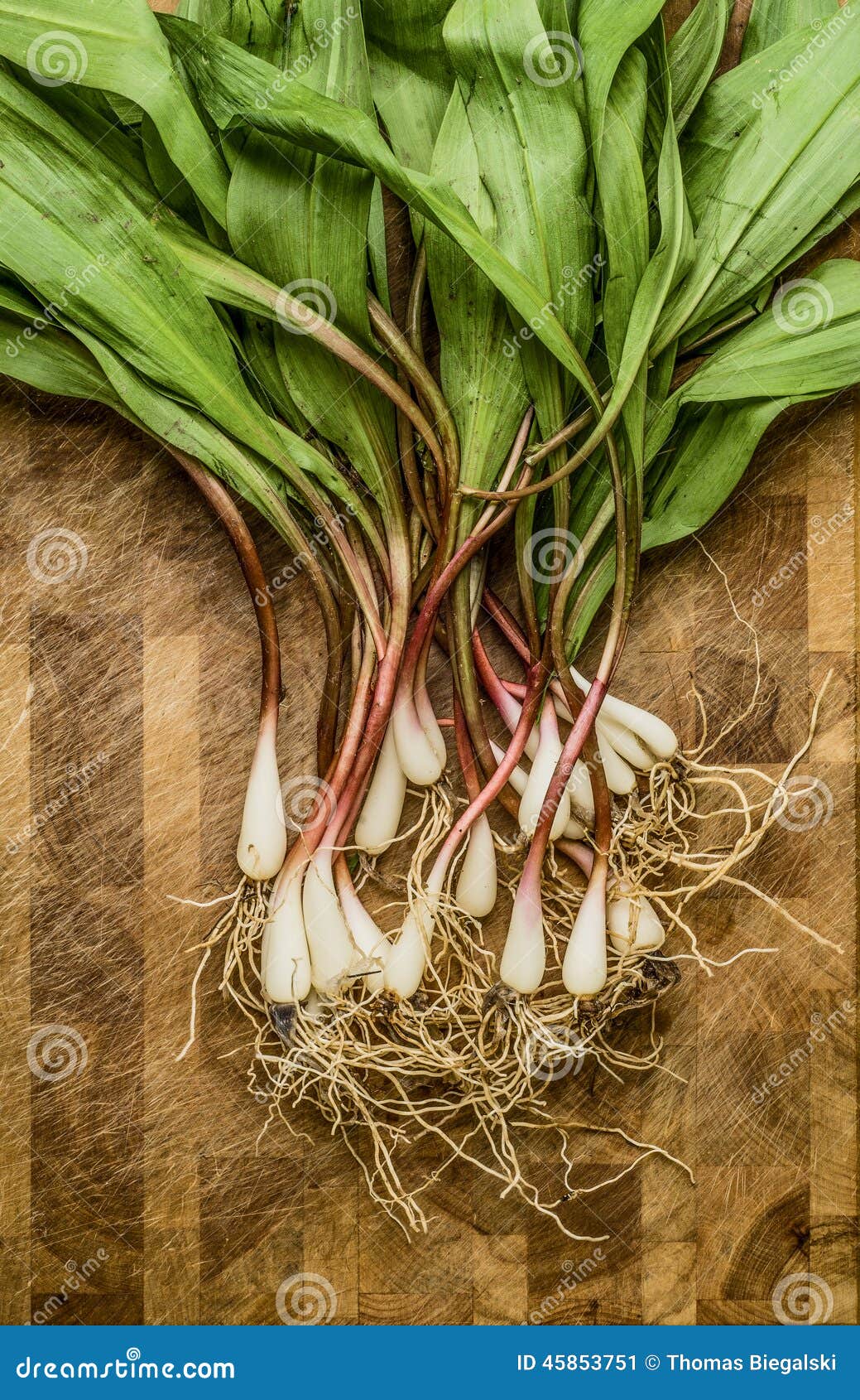 162 Ramps Wild Stock Photos - Free & Royalty-Free Stock Photos from ...