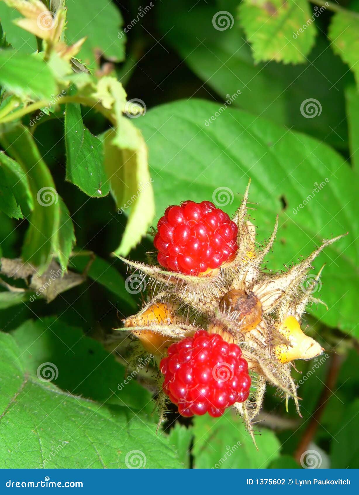 Fresh Wild Rasberries stock photo. Image of berries, fruit - 1375602