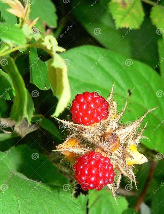Fresh Wild Rasberries stock photo. Image of berries, fruit - 1375602