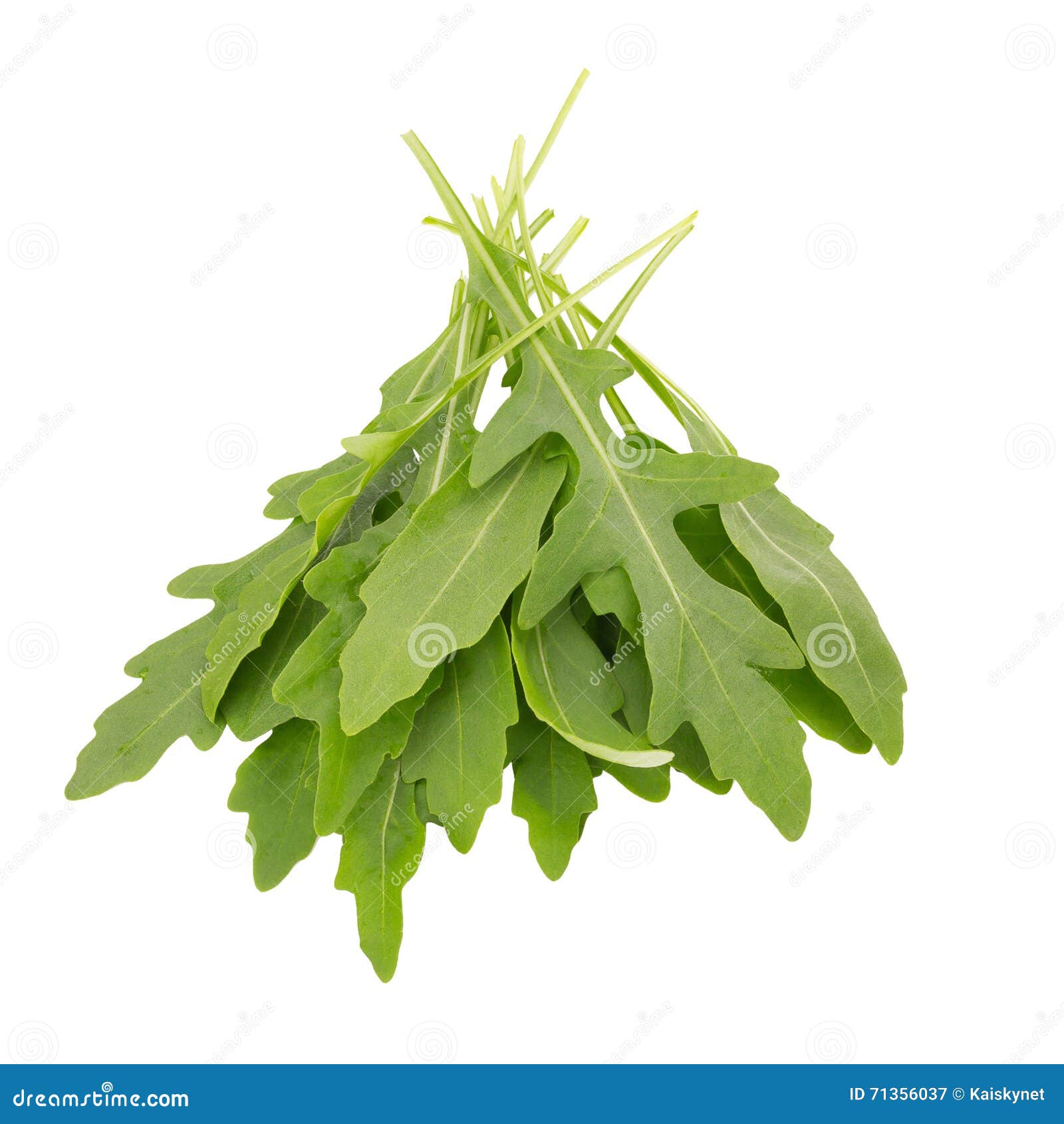 Fresh Wild Rocket Rucola Leaves on White Background Stock Image - Image ...