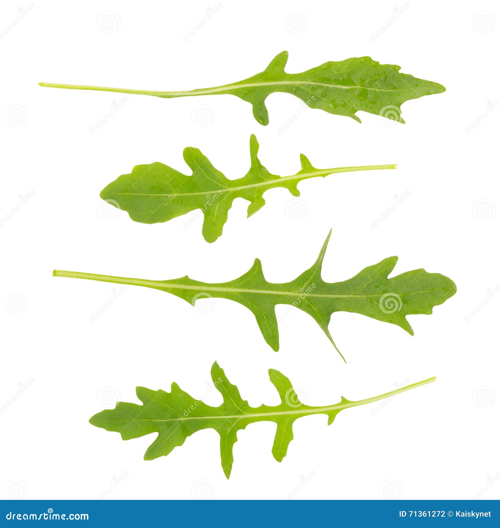 Fresh Wild Rocket Rucola Leaves on White Background Stock Photo - Image ...