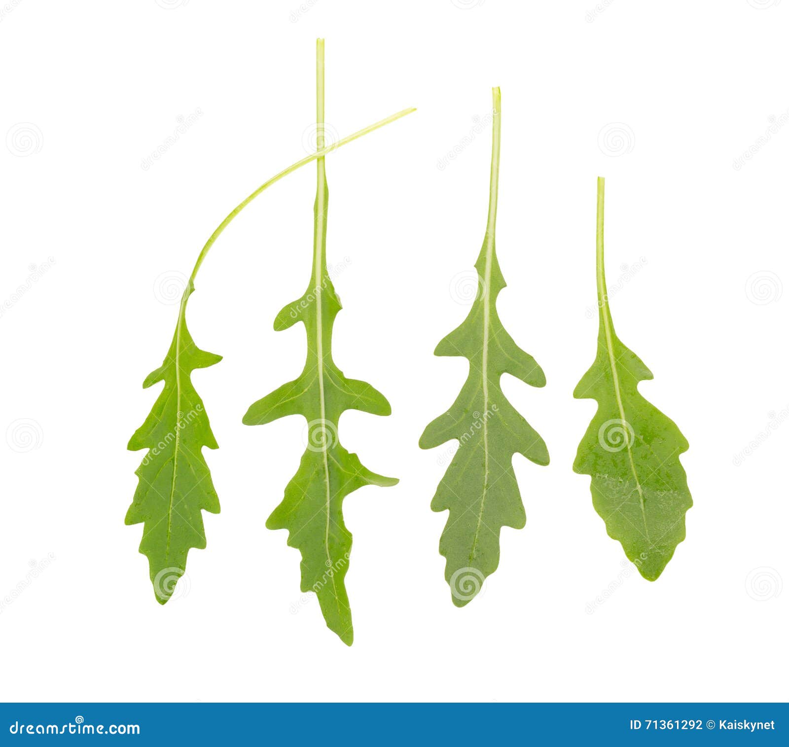 Fresh Wild Rocket Rucola Leaves on White Background Stock Photo - Image ...