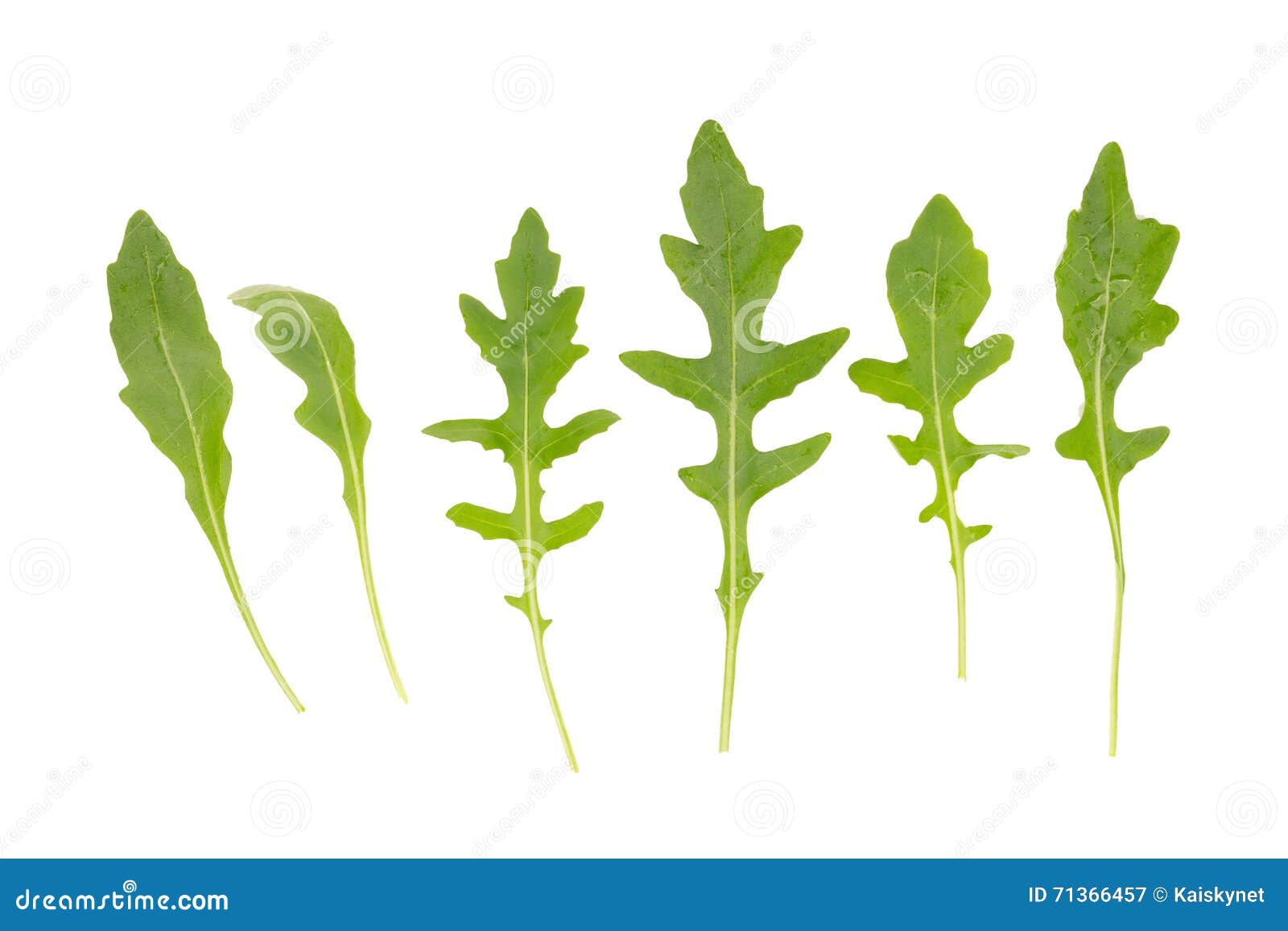 Fresh Wild Rocket Rucola Leaves on White Background Stock Image - Image ...