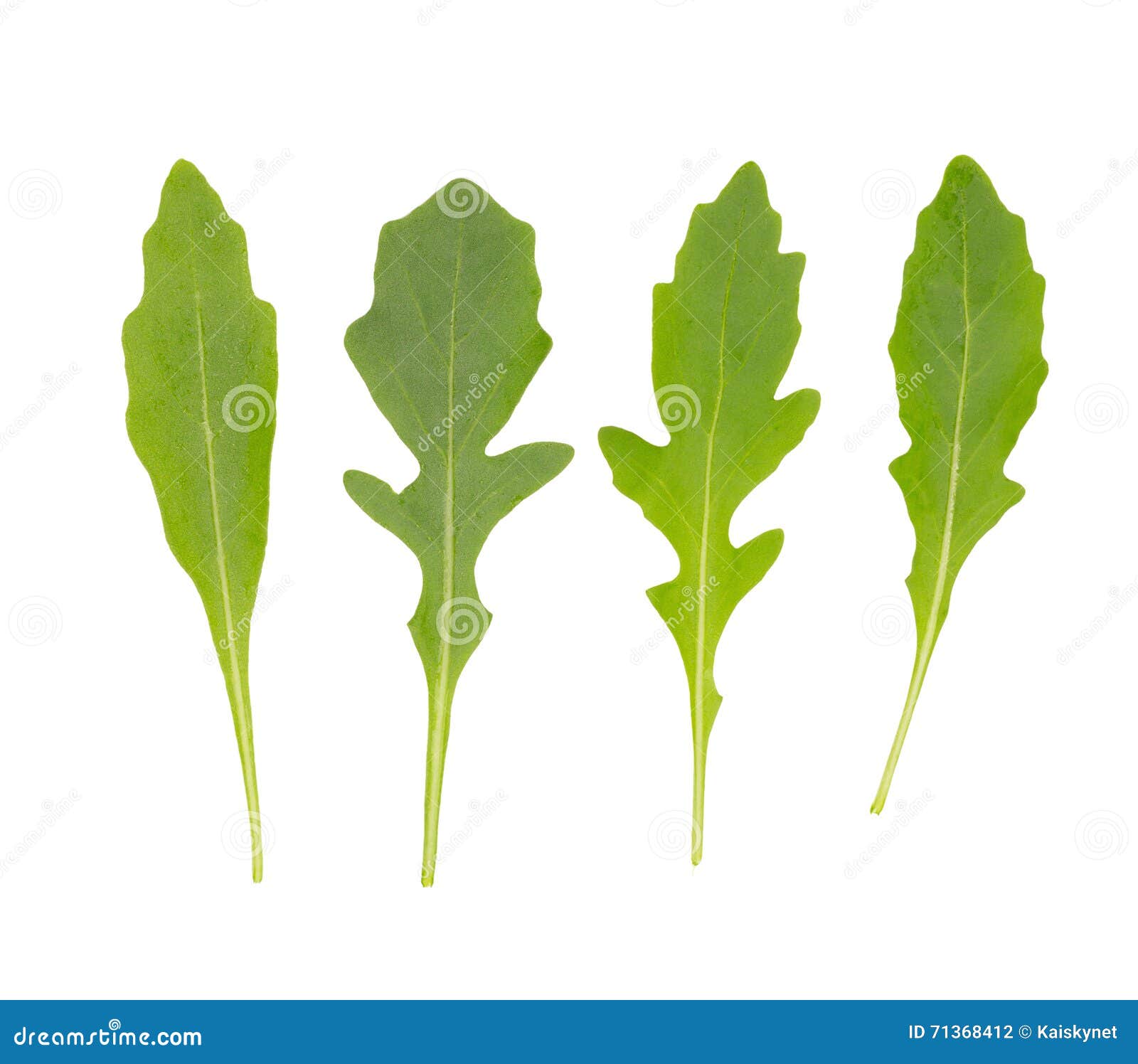 Fresh Wild Rocket Rucola Leaves on White Background Stock Photo - Image ...