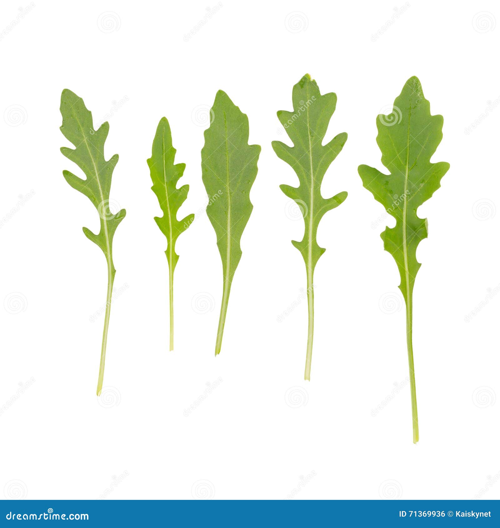 Fresh Wild Rocket Rucola Leaves on White Background Stock Photo - Image ...