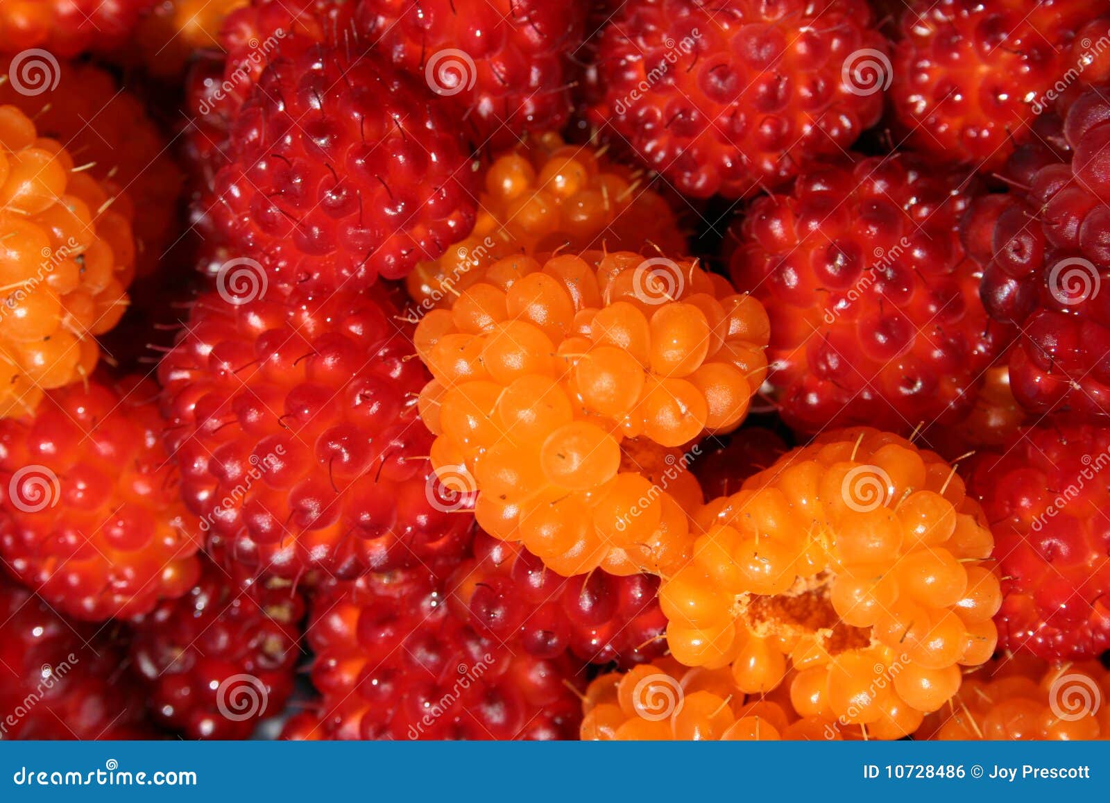 Fresh Wild Salmonberries stock photo. Image of fiber - 10728486