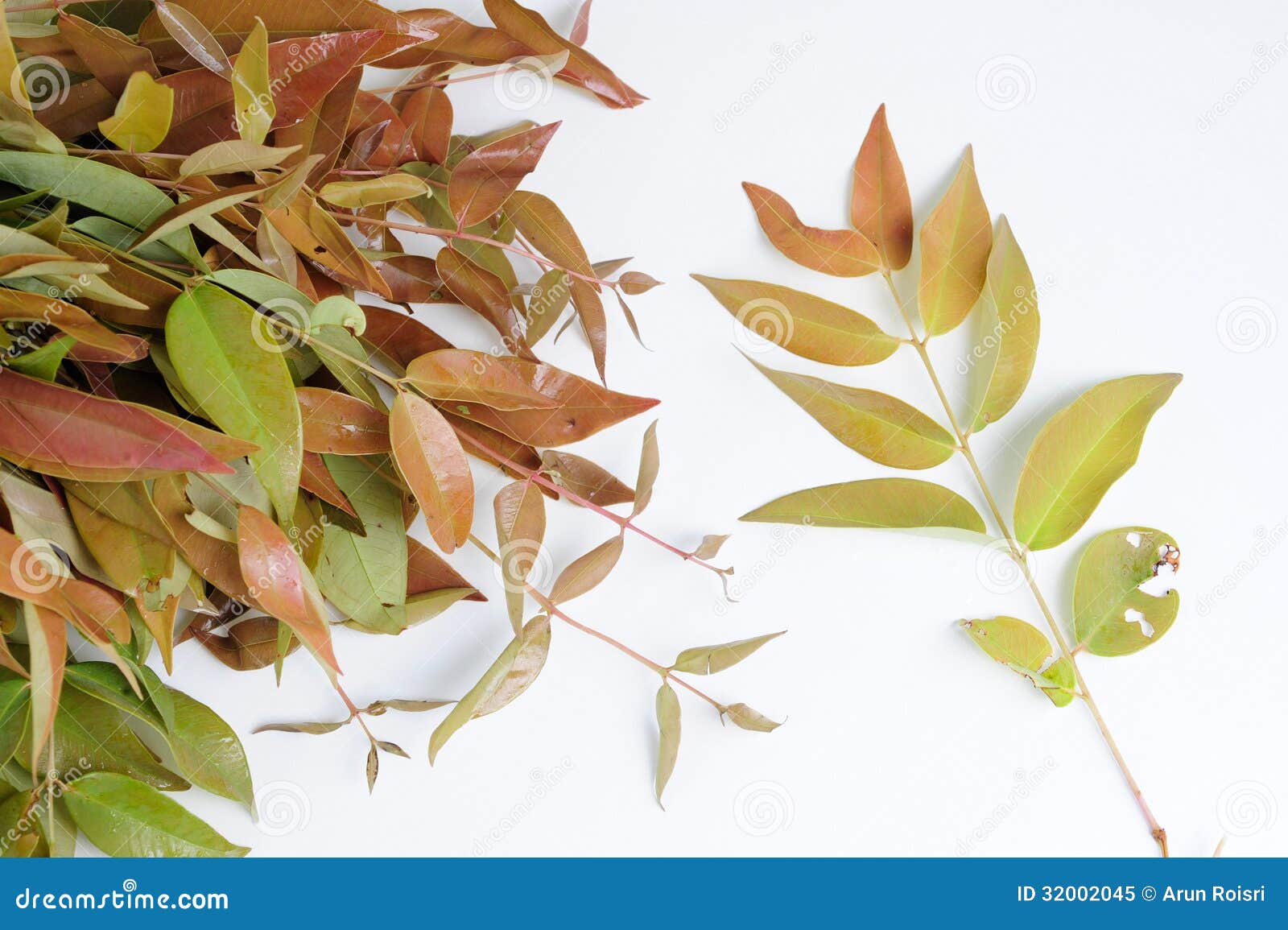 Fresh Wild Vegetable Leaves Stock Image - Image of organic, spring ...