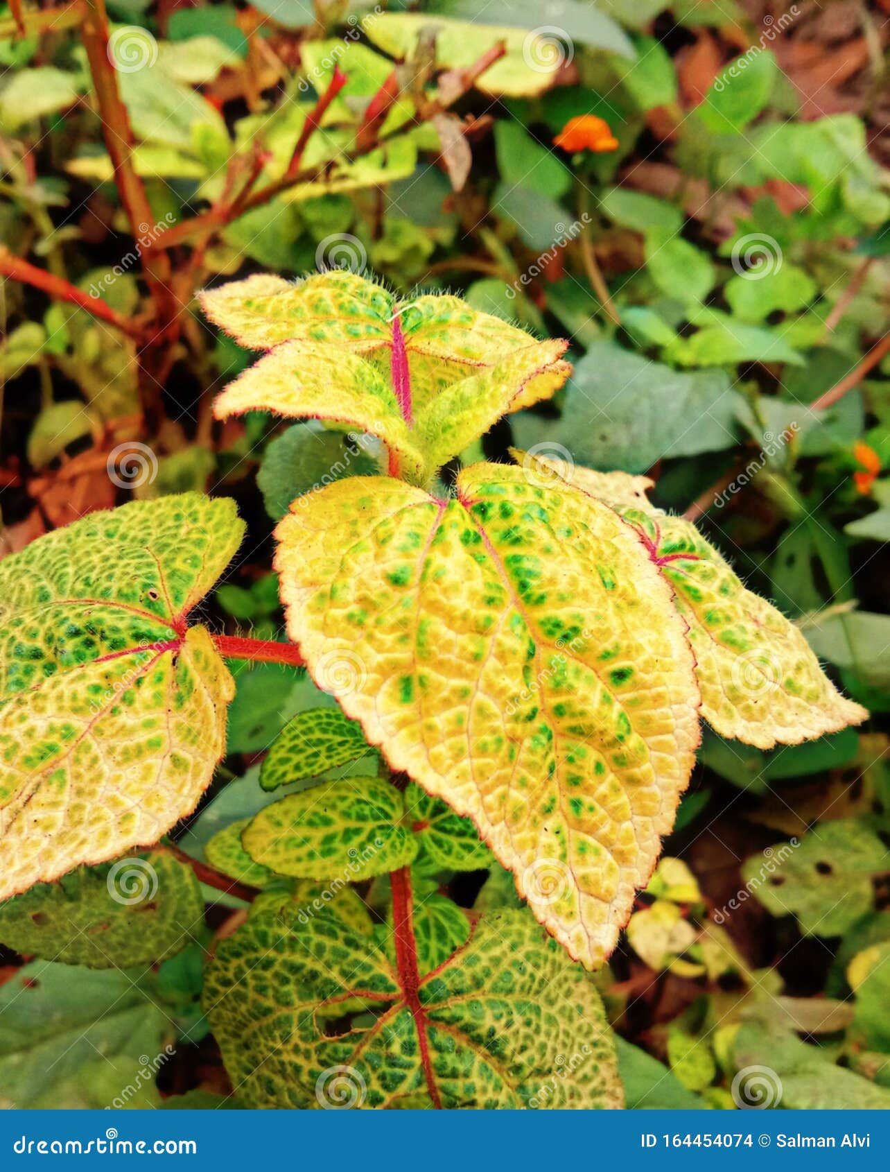 Fresh Wilderness Beautiful Tree Leaf Photo Stock Photo - Image of leaf ...