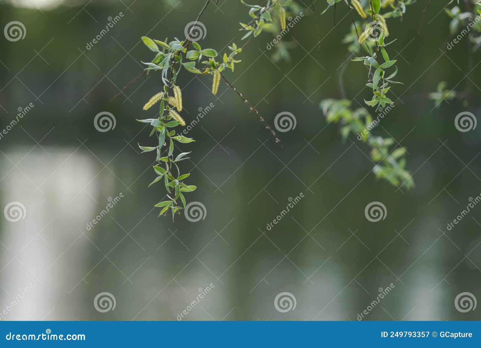 Fresh Willow Leaves Background with Copy Space Stock Image - Image of ...