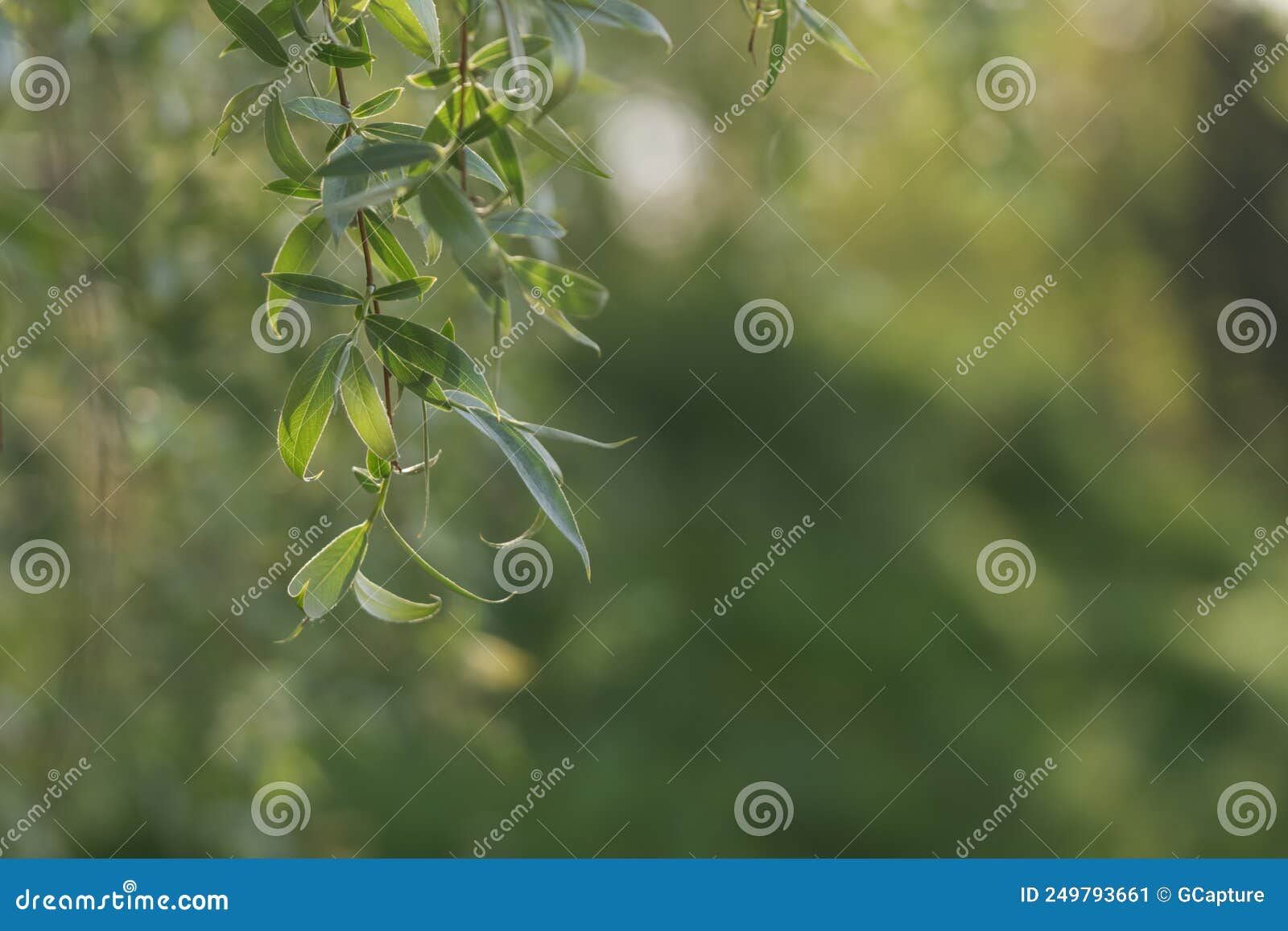 Fresh Willow Leaves Background with Copy Space Stock Image - Image of ...