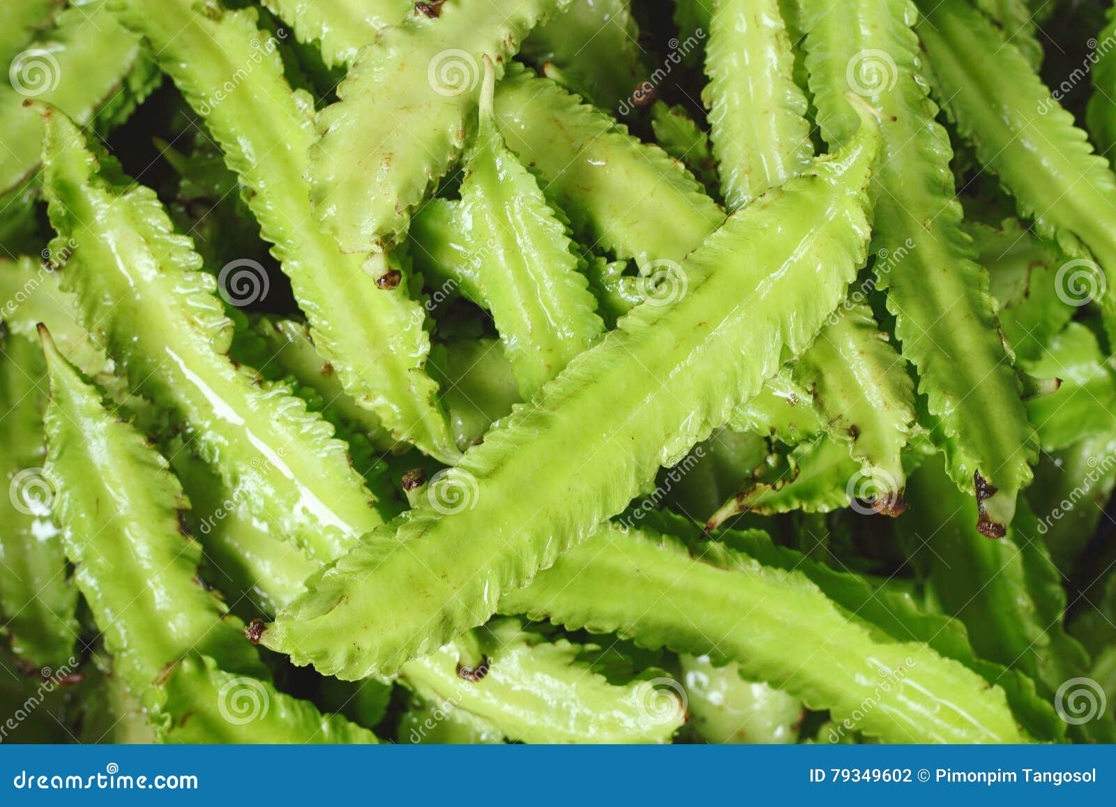 Fresh Winged beans stock photo. Image of four, organic - 79349602