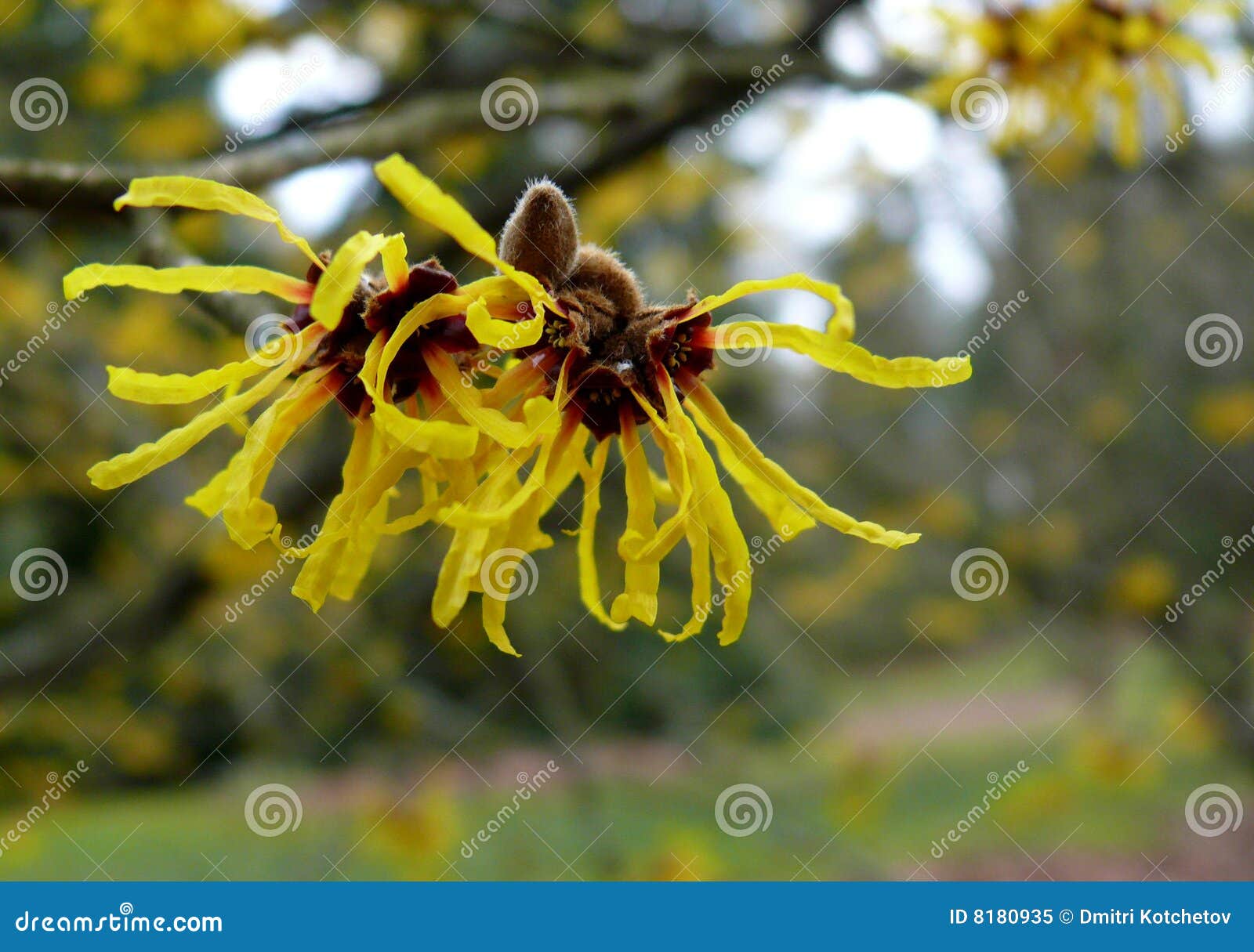 Fresh witch-hazel flower stock image. Image of curly, flora - 8180935