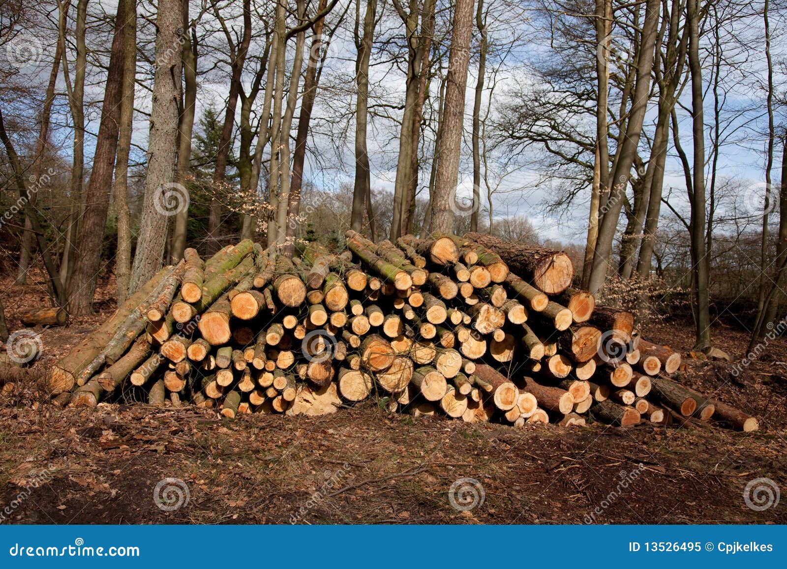 Fresh wood in the forrest stock image. Image of trees - 13526495