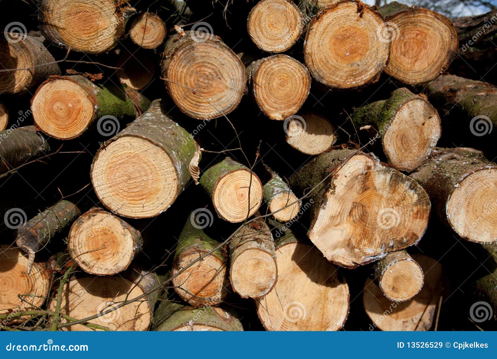 Fresh wood in the forrest stock image. Image of lumber - 13526529