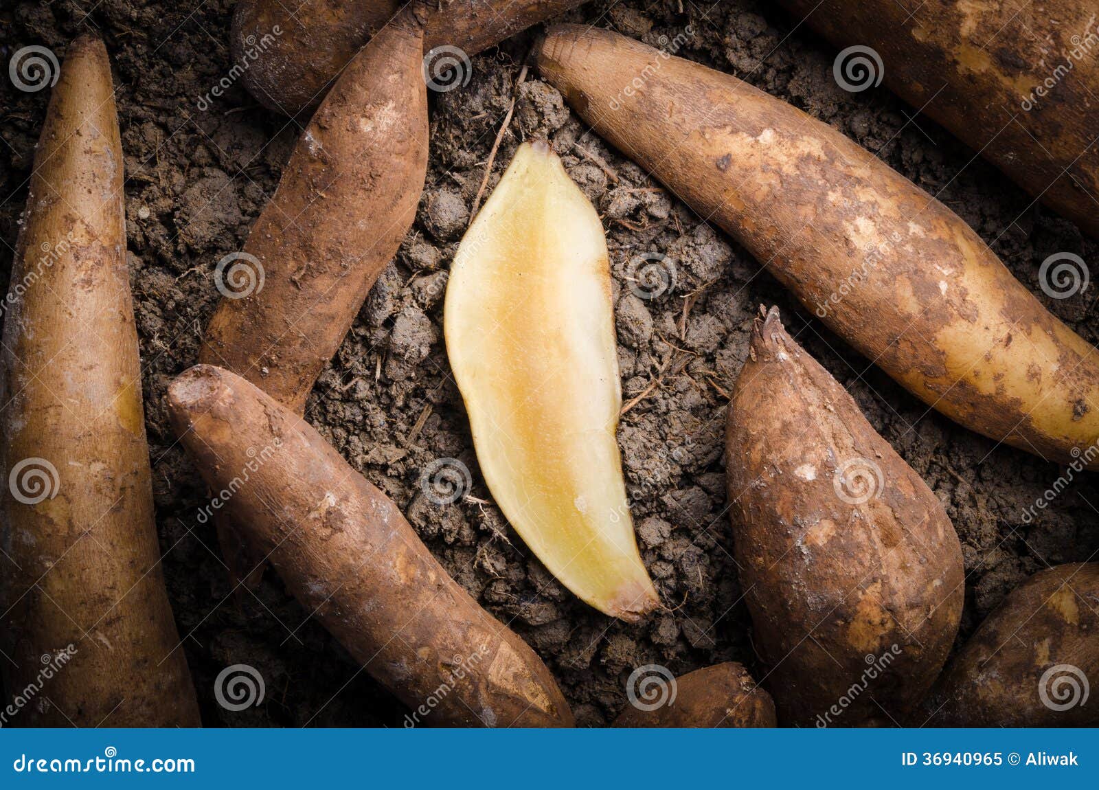 Fresh yacon Root stock image. Image of black, growth - 36940965