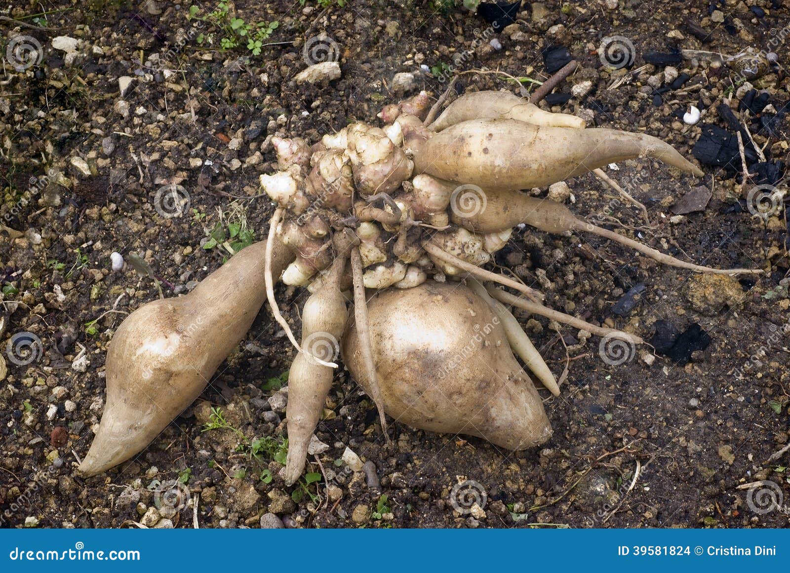 Fresh Yacon roots stock photo. Image of garden, root - 39581824