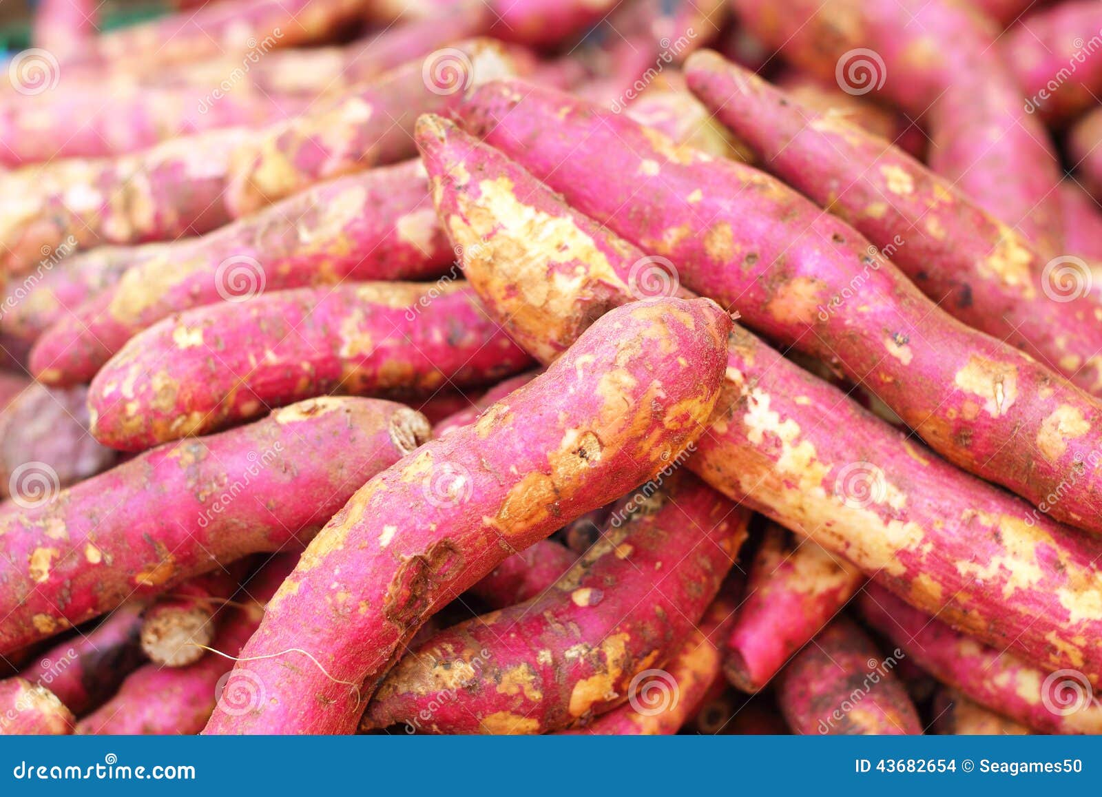 Fresh yam at the market stock photo. Image of crop, healthy - 43682654