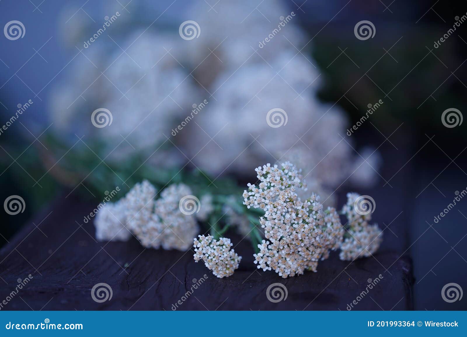 Fresh Yarrow Plants in a Bouquet Stock Photo - Image of fresh, yarrow ...